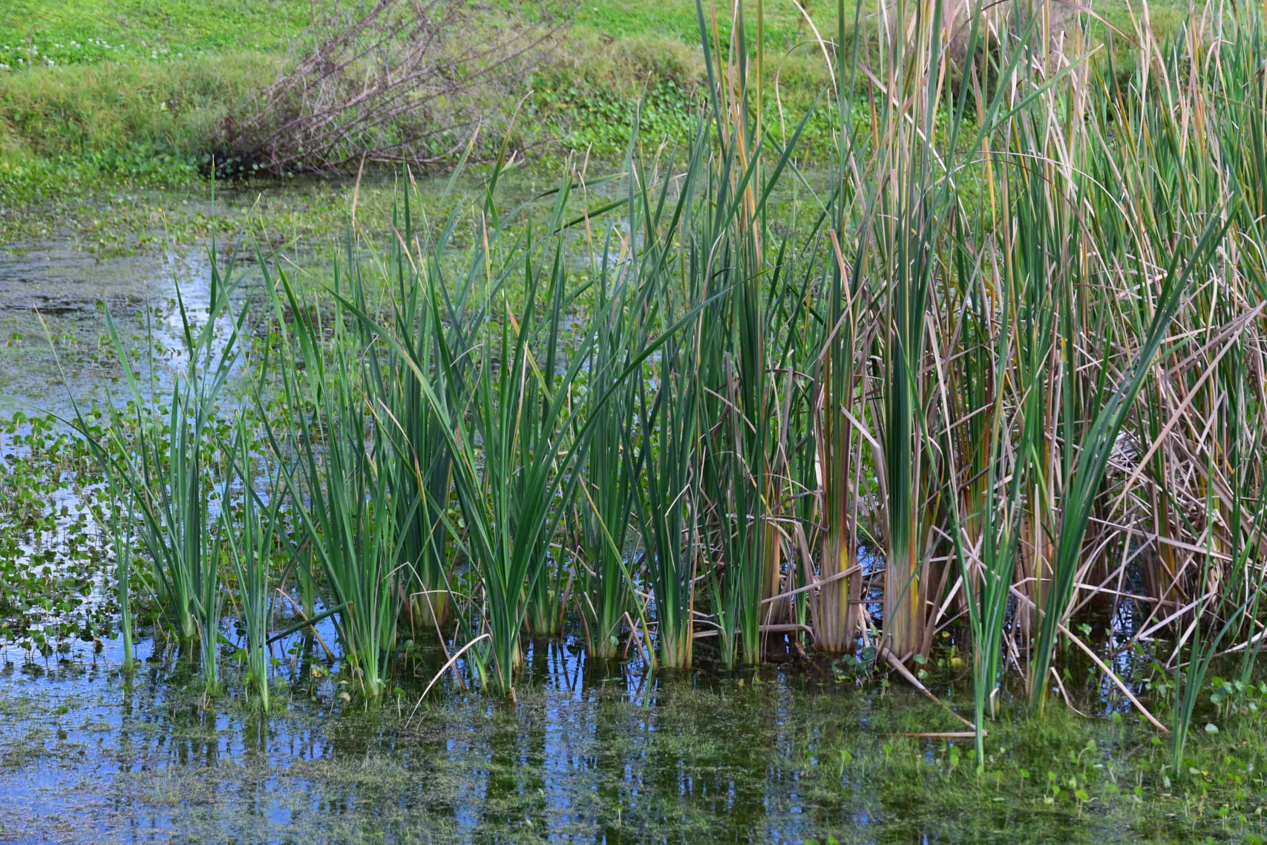 Cattail Aquatic Plant Management Society Cattail Aquatic Plant Management Society